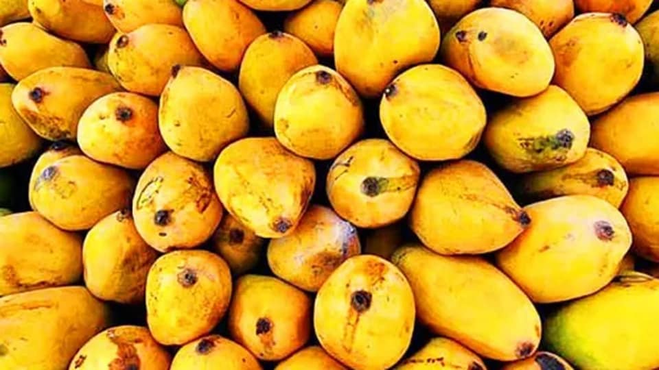 Pakistani Mango: Exotic and Flavorful Mango Delights